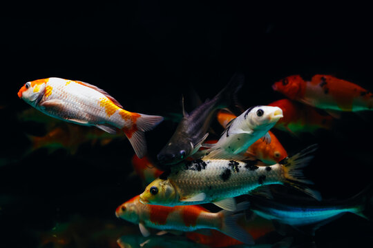 Fondling Images – Browse 5,396,114 Stock Photos, Vectors, and Video ...