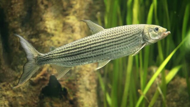 "Killer Fish" Images – Browse 33 Stock Photos, Vectors, and Video ...