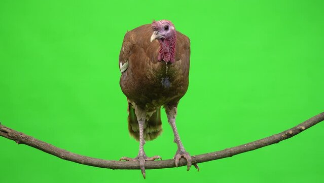"Male Turkey" Images – Browse 368 Stock Photos, Vectors, and Video ...