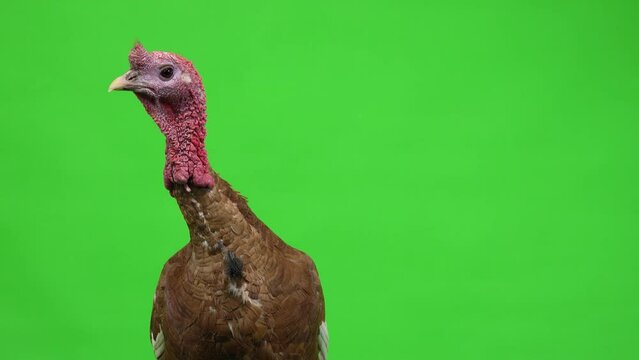 "Male Turkey" Images – Browse 312 Stock Photos, Vectors, and Video ...