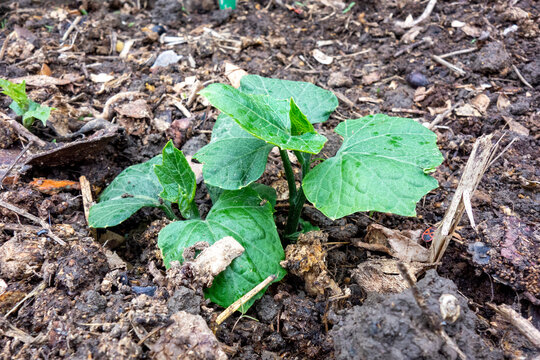 Iskus bilder – Bläddra bland 5,283 stockfoton, vektorer och videor ...