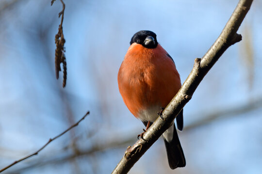 Dompap Bilder – Durchsuchen 49 Archivfotos, Vektorgrafiken und Videos ...