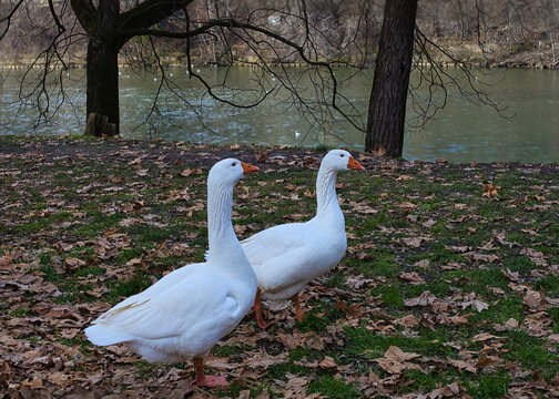 Oche Images – Browse 967 Stock Photos, Vectors, and Video | Adobe Stock