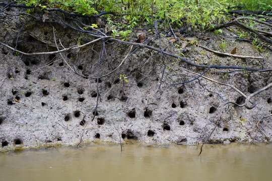 รูปภาพLoricariidae – เลือกดูภาพถ่ายสต็อก เวกเตอร์ และวิดีโอ288 | Adobe ...