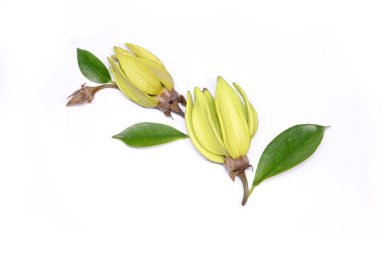 "Ilang Ilang"-Bilder: Stock-Fotos & -Videos. | Adobe Stock