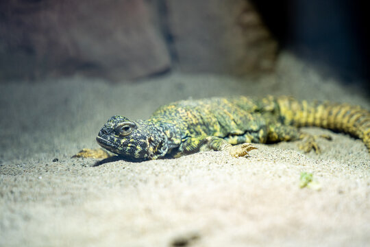 Lizzard 이미지 – 찾아보기 4,733 스톡 사진, 벡터 및 비디오 | Adobe Stock