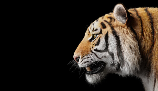 Tiger Head Hd
