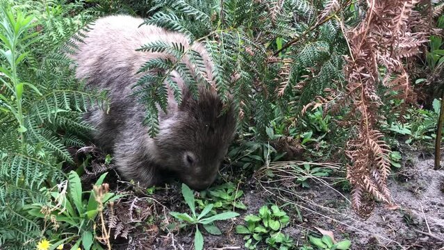 "Australian Mammal" Billeder – Gennemse 295 stockfotos, vektorer og ...