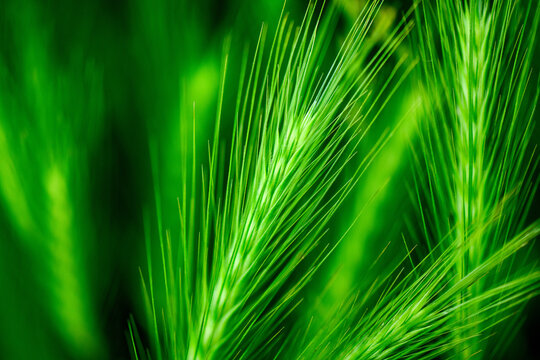 "Spiga Di Grano" Images – Browse 522 Stock Photos, Vectors, and Video ...