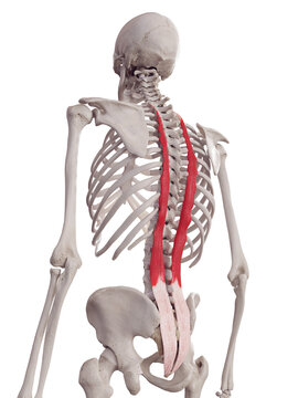 Longissimus Bilder – Durchsuchen 963 Archivfotos, Vektorgrafiken und ...