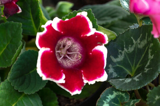 รูปภาพGesneriaceae – เลือกดูภาพถ่ายสต็อก เวกเตอร์ และวิดีโอ2,830 ...