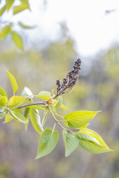 Spaeth Images – Browse 19 Stock Photos, Vectors, and Video | Adobe Stock