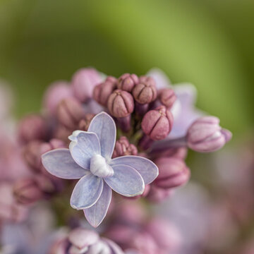 Spaeth Images – Browse 19 Stock Photos, Vectors, and Video | Adobe Stock