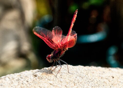 Nannophya Images – Browse 14 Stock Photos, Vectors, and Video | Adobe Stock