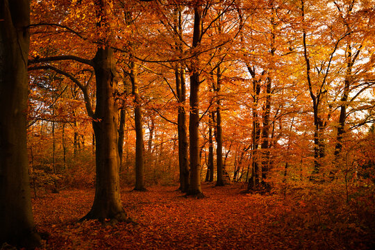 Beechen Images – Parcourir 1,059 le catalogue de photos, vecteurs et ...