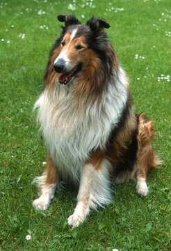 "Berger D'ecosse" Bilder – Durchsuchen 90 Archivfotos, Vektorgrafiken ...