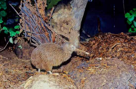 รูปภาพApteryx – เลือกดูภาพถ่ายสต็อก เวกเตอร์ และวิดีโอ31,238 | Adobe Stock