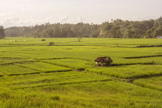 Lampung Images – Browse 1,005 Stock Photos, Vectors, and Video | Adobe ...