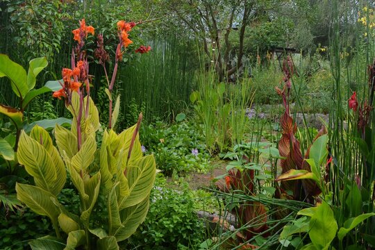 Imágenes de Reverdecer: descubre bancos de fotos, ilustraciones ...