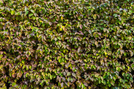 Shrub Texture