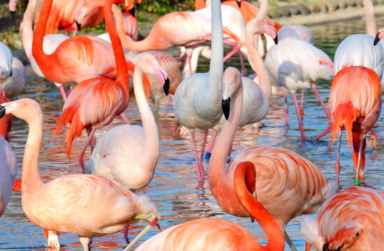 Wassernixe Bilder – Durchsuchen 8,791 Archivfotos, Vektorgrafiken und ...