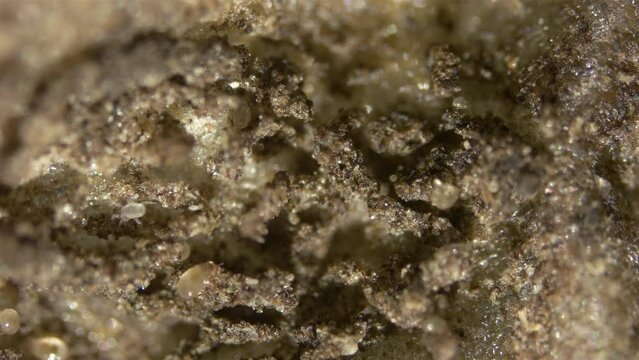 Saprophages Images – Browse 3,064 Stock Photos, Vectors, and Video ...