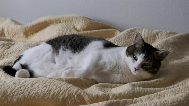 รูปภาพCateye – เลือกดูภาพถ่ายสต็อก เวกเตอร์ และวิดีโอ879 | Adobe Stock