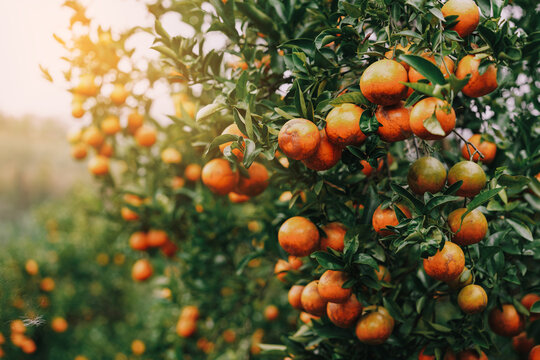 Orangeraie - Images et vidéos libres de droits | Adobe Stock