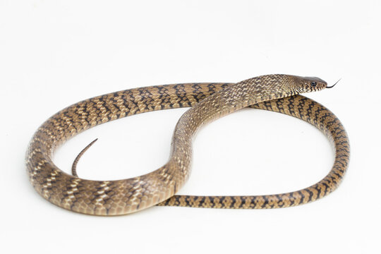 "Indian Rat Snake" Imagens – Procure 121 fotos, vetores e vídeos ...