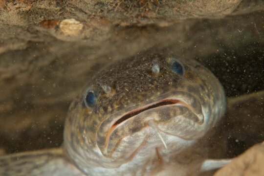 Quappe Billeder – Gennemse 55 stockfotos, vektorer og videoer | Adobe Stock