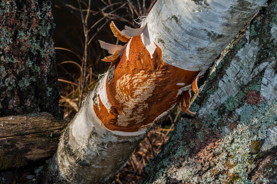 รูปภาพGnawed – เลือกดูภาพถ่ายสต็อก เวกเตอร์ และวิดีโอ23,503 | Adobe Stock