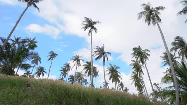 Coconut-Tree-Bilder: Stock-Fotos & -Videos. | Adobe Stock