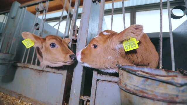 "Cute Cow" Imagens – Procure 2,794 fotos, vetores e vídeos | Adobe Stock