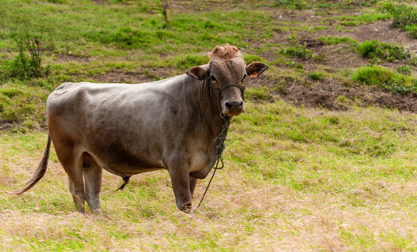 "Cow Farm" Bilder – Durchsuchen 2,721 Archivfotos, Vektorgrafiken und ...