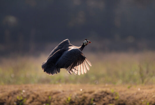 Gallinaceous Images – Browse 973 Stock Photos, Vectors, and Video ...