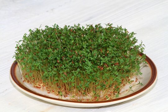 Garden-Cress Images – Browse 8,300 Stock Photos, Vectors, and Video ...