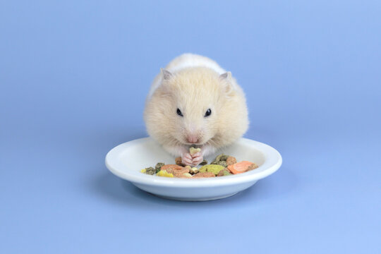 Hamsterbacken Bilder – Durchsuchen 1,634 Archivfotos, Vektorgrafiken ...
