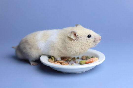 Hamsterbacken Bilder – Durchsuchen 1,634 Archivfotos, Vektorgrafiken ...