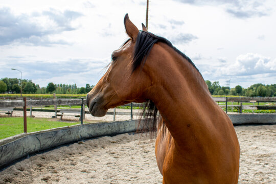 รูปภาพEqui – เลือกดูภาพถ่ายสต็อก เวกเตอร์ และวิดีโอ486 | Adobe Stock