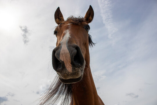 รูปภาพEqui – เลือกดูภาพถ่ายสต็อก เวกเตอร์ และวิดีโอ486 | Adobe Stock