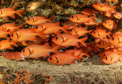 รูปภาพ"Soldier Fish" – เลือกดูภาพถ่ายสต็อก เวกเตอร์ และวิดีโอ285 ...