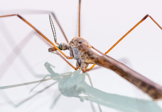 Imágenes de Melga: descubre bancos de fotos, ilustraciones, vectores y ...