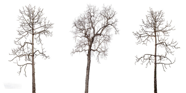 Curved Tree Branch Images – Browse 74,474 Stock Photos, Vectors, and ...