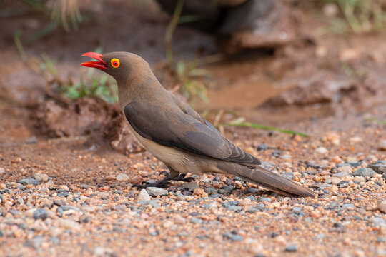 Oxpecker Images – Parcourir 3,854 le catalogue de photos, vecteurs et ...