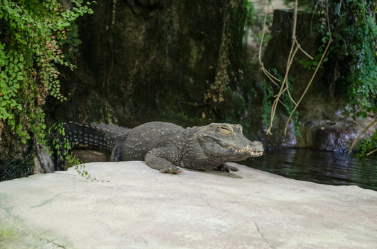 Fleich Bilder – Durchsuchen 479 Archivfotos, Vektorgrafiken und Videos ...