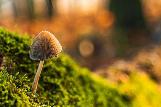 Atompilz Bilder – Durchsuchen 11,035 Archivfotos, Vektorgrafiken und ...