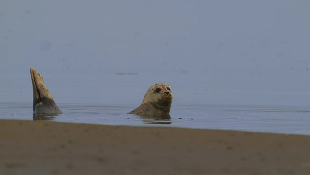 "Sea Seal"-Bilder: Stock-Fotos & -Videos. | Adobe Stock