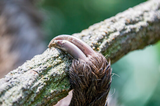 Forelegs Images – Browse 3,861 Stock Photos, Vectors, and Video | Adobe ...