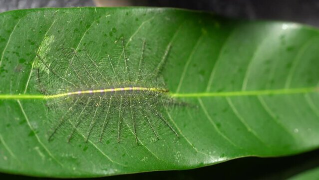 Common Baron Caterpillar Camouflage