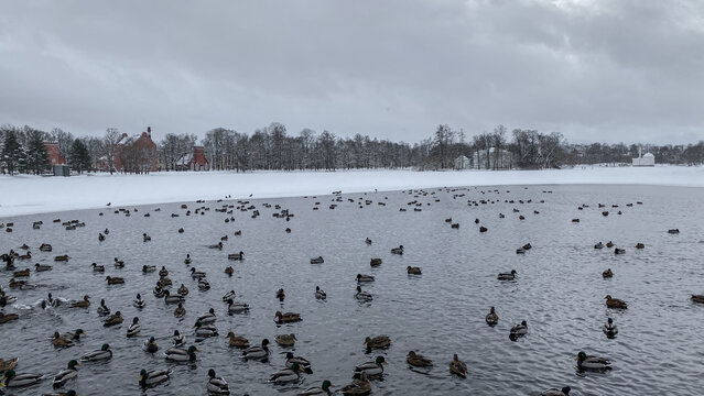 "Ducks On Ice" Images – Browse 73 Stock Photos, Vectors, and Video ...